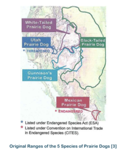 Prairie Dog Facts - Prairie Protection Colorado